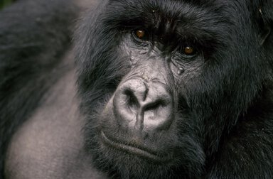 Mountain gorilla – Inspire African Safaris