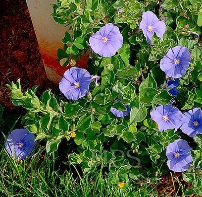 convolvulus silvaticus