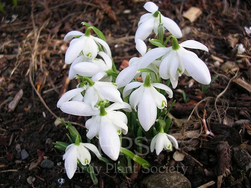 snowdrop called grumpy