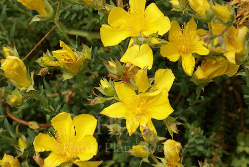 hypericum 'rowallane'