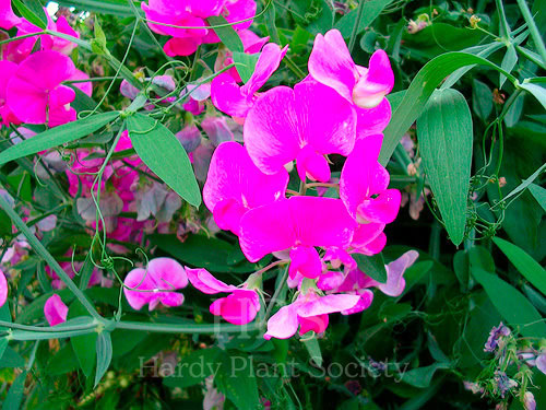 lathyrus laxiflorus
