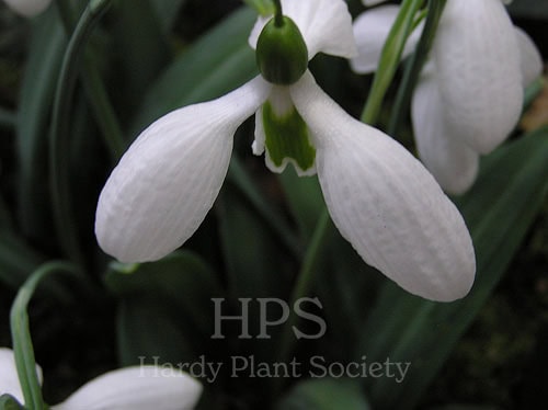 snowdrop called grumpy