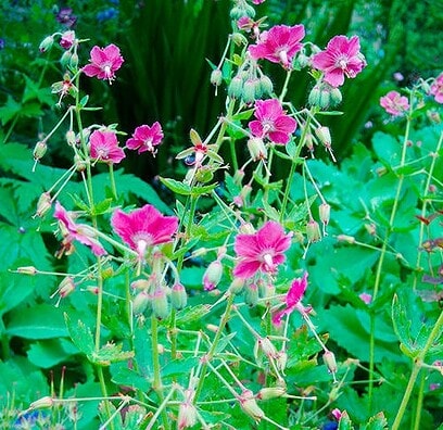 salome geranium