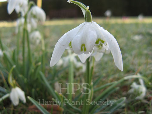 snowdrop called grumpy