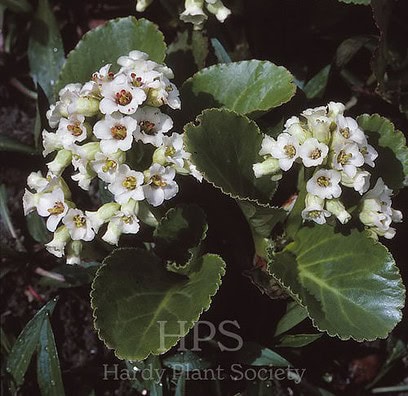 bergenia bressingham ruby uk