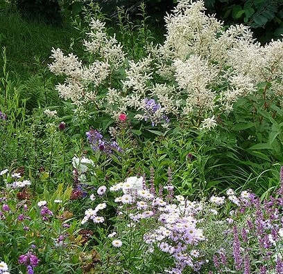 persicaria polymorpha rhs