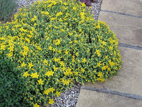 hypericum 'rowallane'