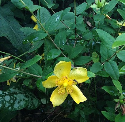 hypericum 'rowallane'