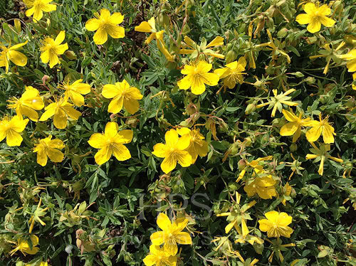 hypericum 'rowallane'