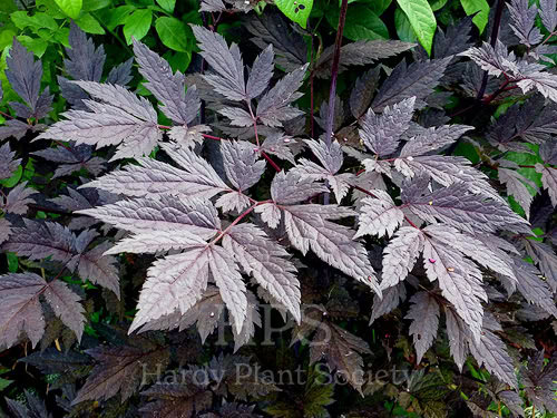 actaea simplex james compton