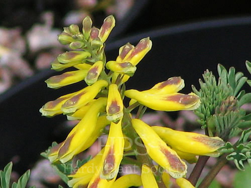 corydalis pallida