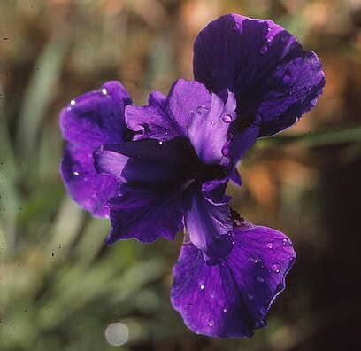 iris cleo murrell