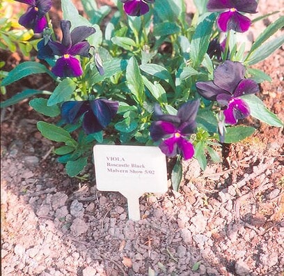 viola chaerophylloides