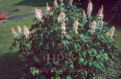 aesculus mutabilis
