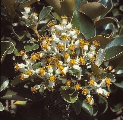 aster diplostephioides