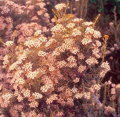 aster diplostephioides