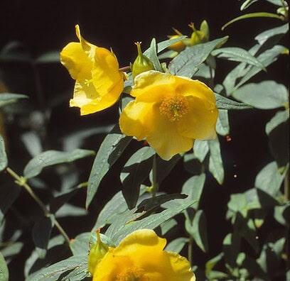 hypericum 'rowallane'