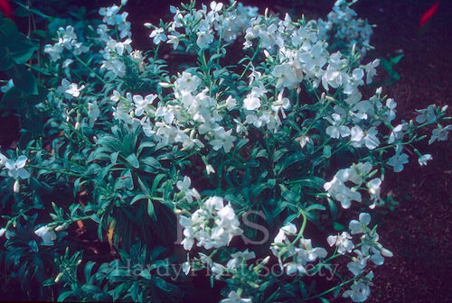 matthiola alba