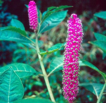 phytolacca uk