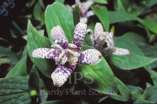 raspberry mousse toad lily