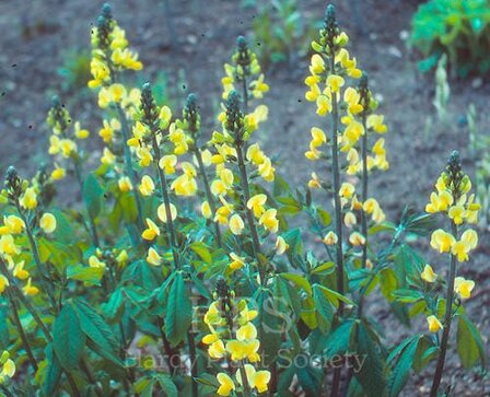 Thermopsis montana