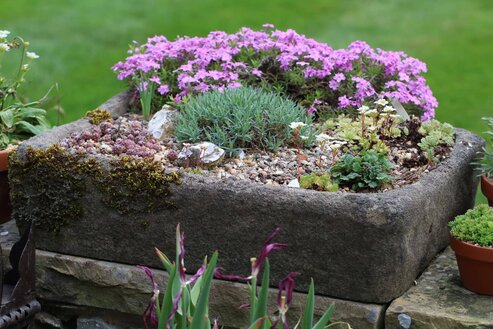 alpine plant borders