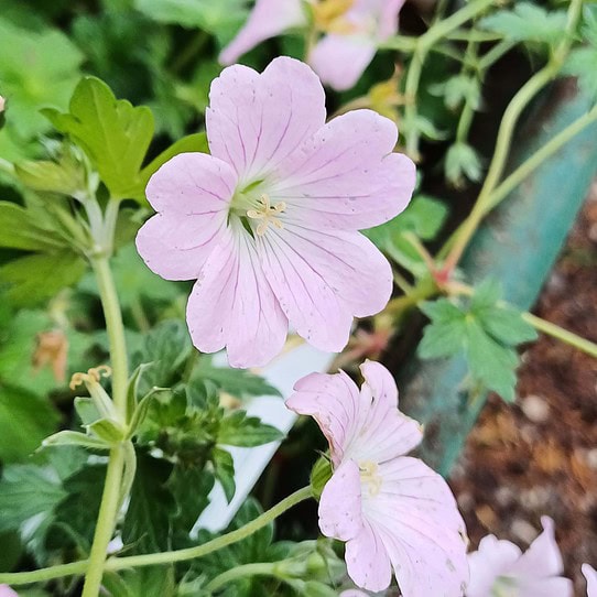 geranium pink delight