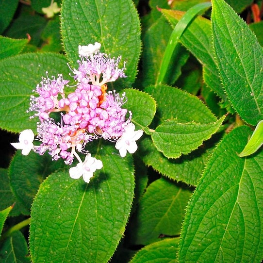 hydrangea serratifolia
