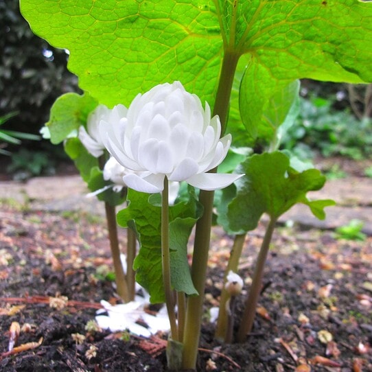 bergenia bressingham ruby uk