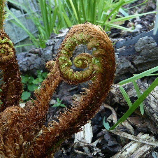 polypodium interjectum cornubiense