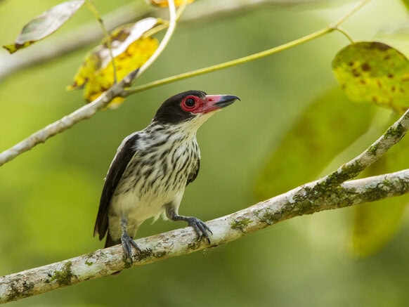 Black-tailed Tityra - Birding Trinbago