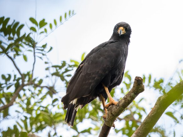 Great Black Hawk - Birding Trinbago
