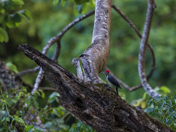Lineated Woodpecker - Birding Trinbago