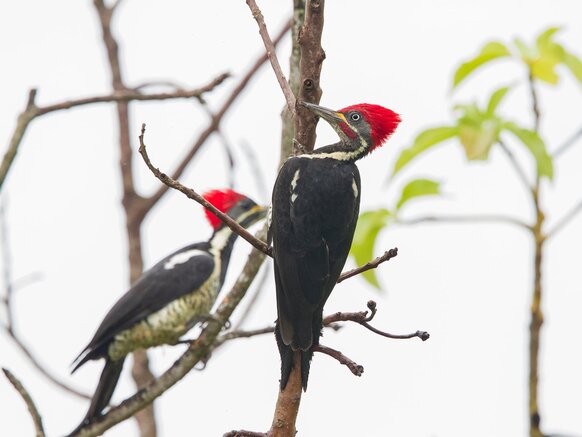 Lineated Woodpecker - Birding Trinbago