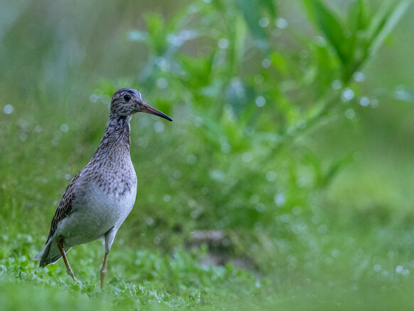 Pectoral Sandpiper - Birding Trinbago