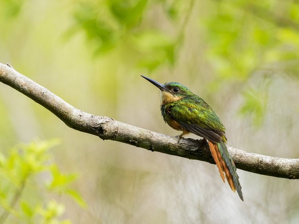 Rufous-tailed Jacamar - Birding Trinbago
