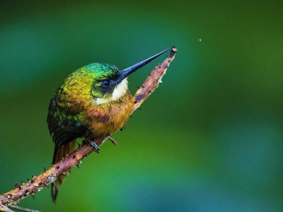 Rufous-tailed Jacamar - Birding Trinbago
