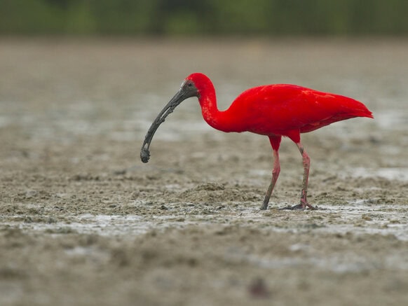 Scarlet Ibis - Birding Trinbago