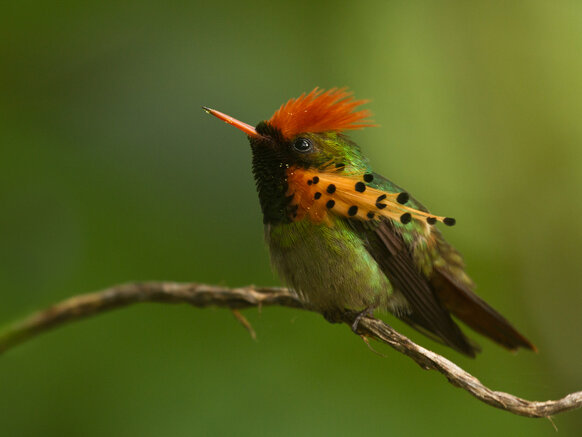 Tufted Coquette - Birding Trinbago