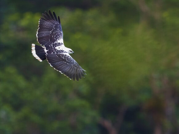 White Hawk - Birding Trinbago