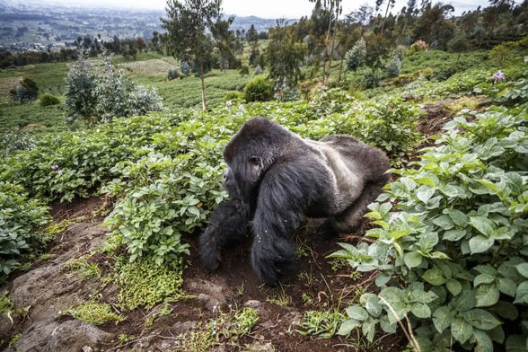 Mountain gorilla – Inspire African Safaris