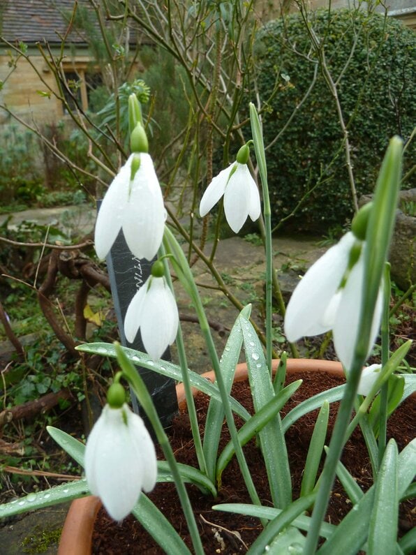 On a Chalk Hillside - March 2025 - Hardy Plant Society