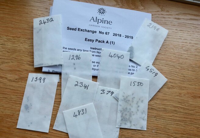 Alpine Seed Sowing | Beginner's Alpine Diary - Alpine Garden Society