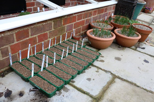 Alpine Seed Sowing | Beginner's Alpine Diary - Alpine Garden Society