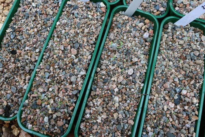 Alpine Seed Sowing | Beginner's Alpine Diary - Alpine Garden Society