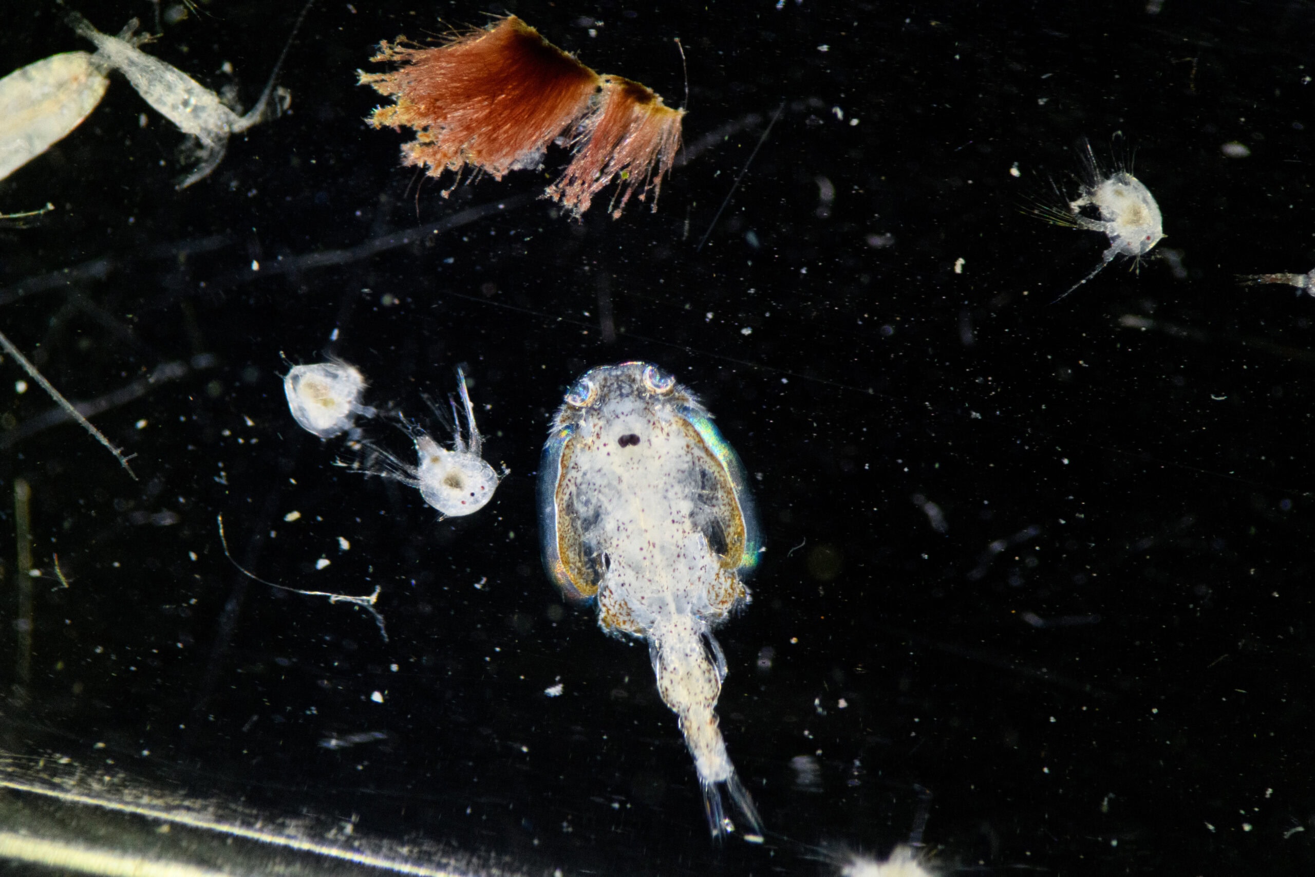 Sea Lice