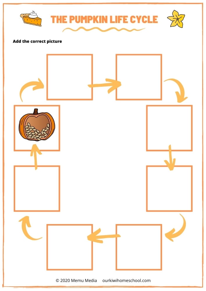 Free Life Cycle Of A Pumpkin Worksheet! - Our Kiwi Homeschool
