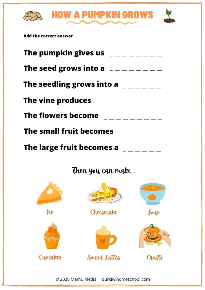 Free Life Cycle Of A Pumpkin Worksheet! - Our Kiwi Homeschool