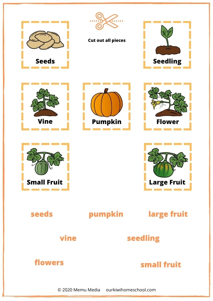 Free Life Cycle Of A Pumpkin Worksheet! - Our Kiwi Homeschool