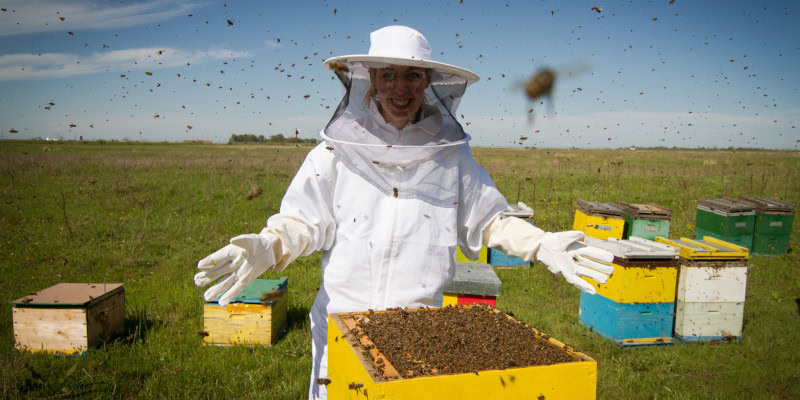 bee safe bee removal